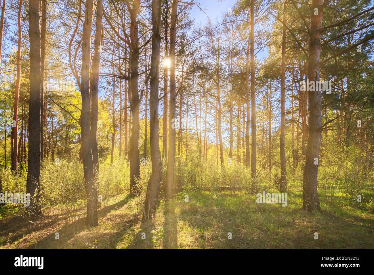 Sunbeams streaming through the pine trees and illuminating the young ...