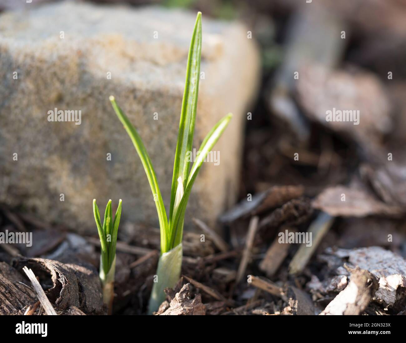 Close up first spring flowers, green leaves of crocus growing up from ...