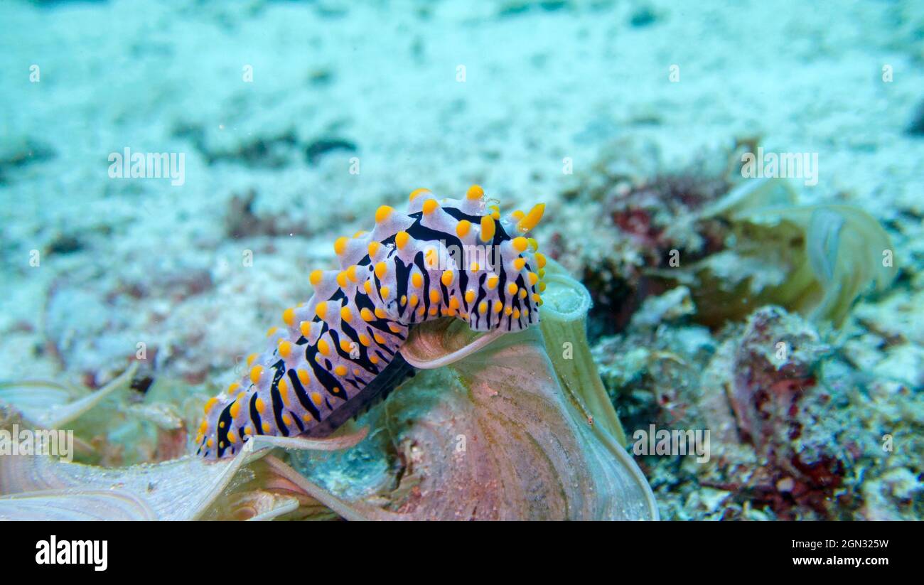 Closeup shot of a colorful sea slug - scuba diving around Phuket ...