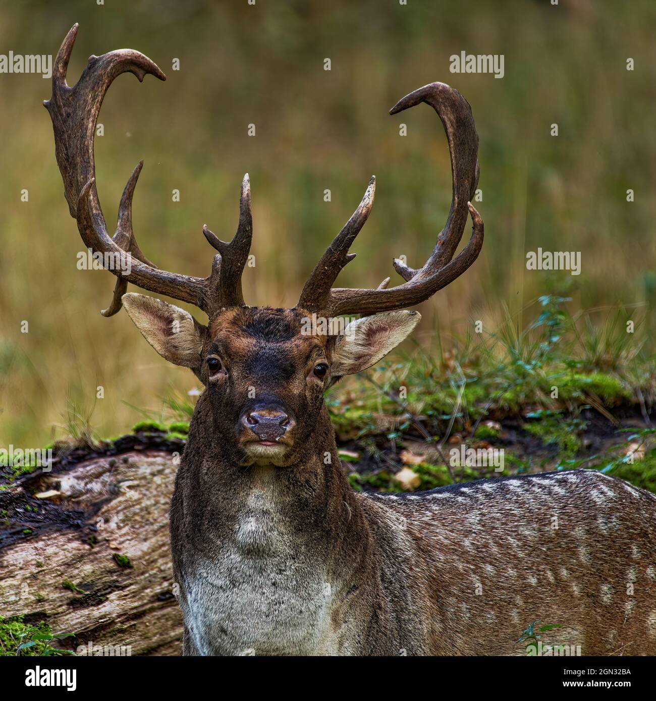 Damhirsch im wald hi-res stock photography and images - Alamy