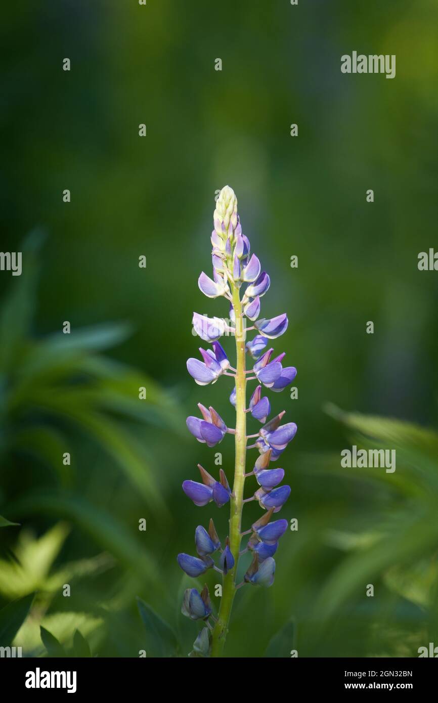 Genus lupinus hi-res stock photography and images - Alamy