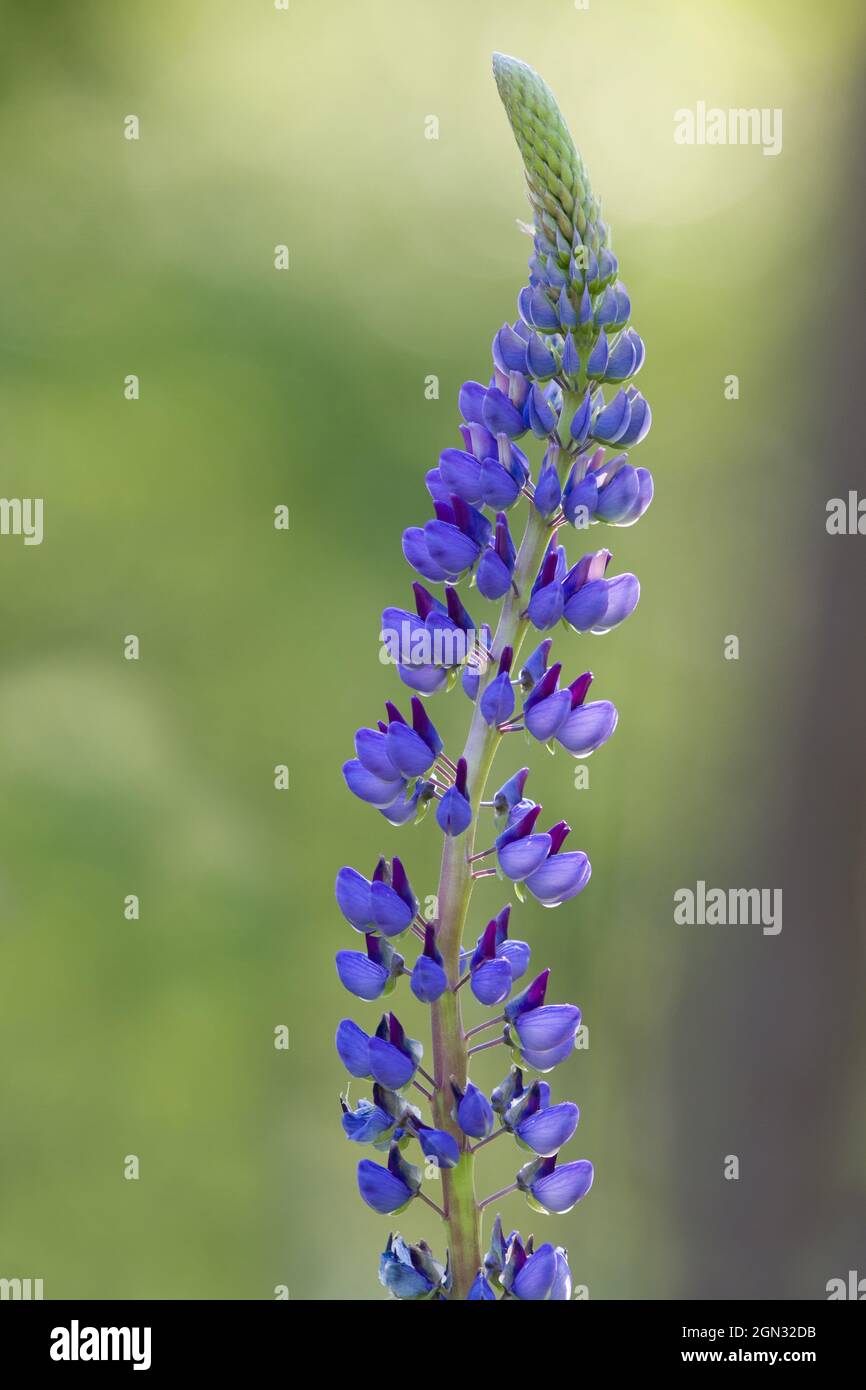 Genus lupinus hi-res stock photography and images - Alamy