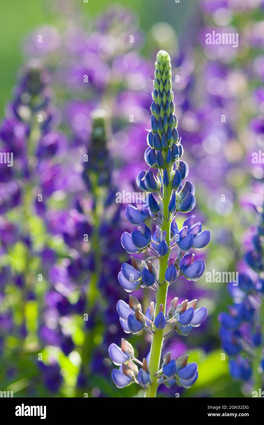 Lupin genus hi-res stock photography and images - Alamy