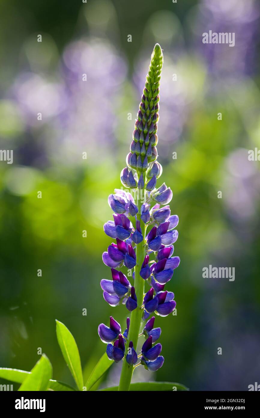 Genus lupinus hi-res stock photography and images - Alamy