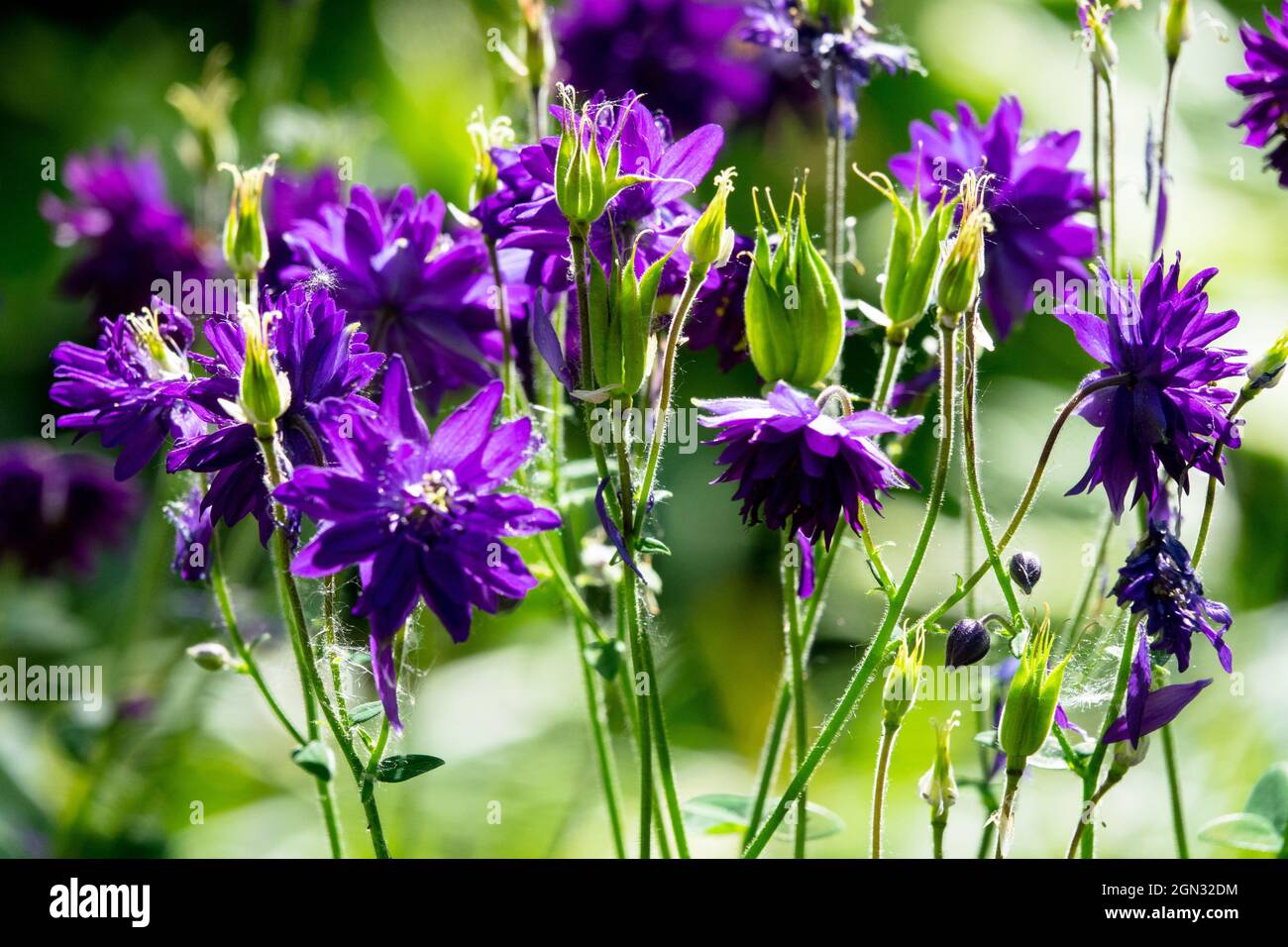 European columbine, Common columbine, Granny's nightcap, Granny's ...