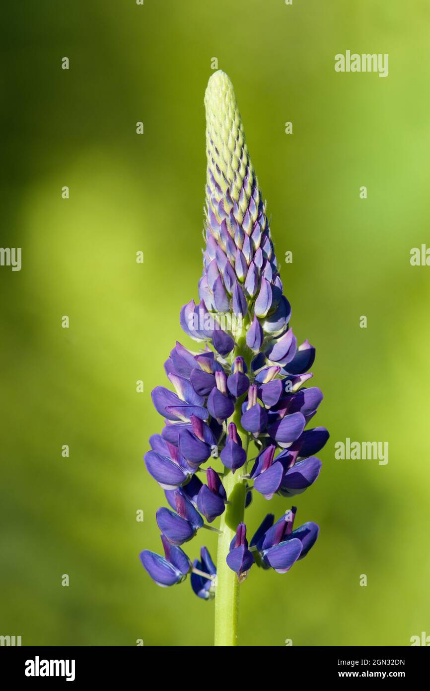 Lupinus genus hi-res stock photography and images - Alamy