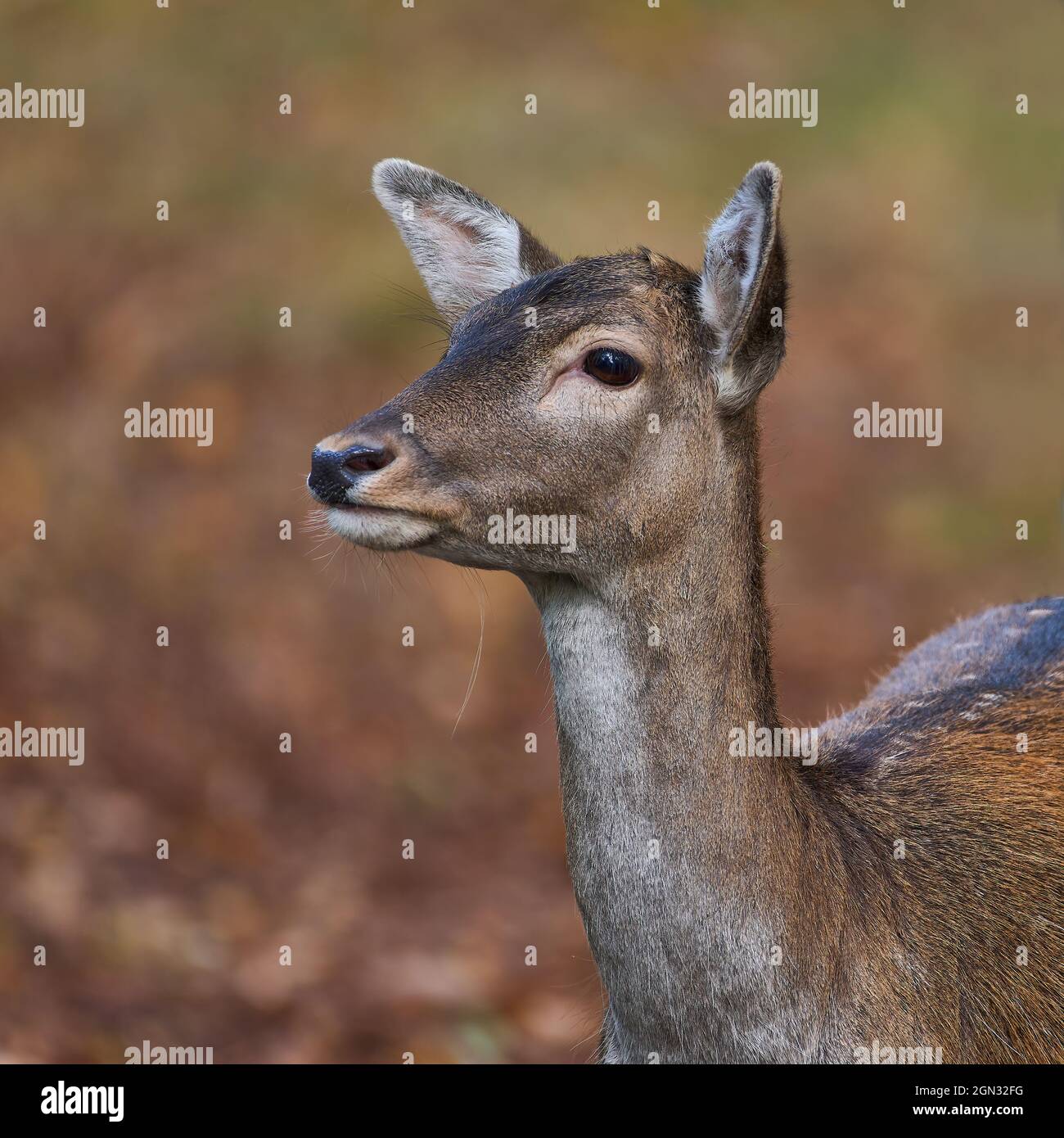 Damhirsch im wald hi-res stock photography and images - Alamy