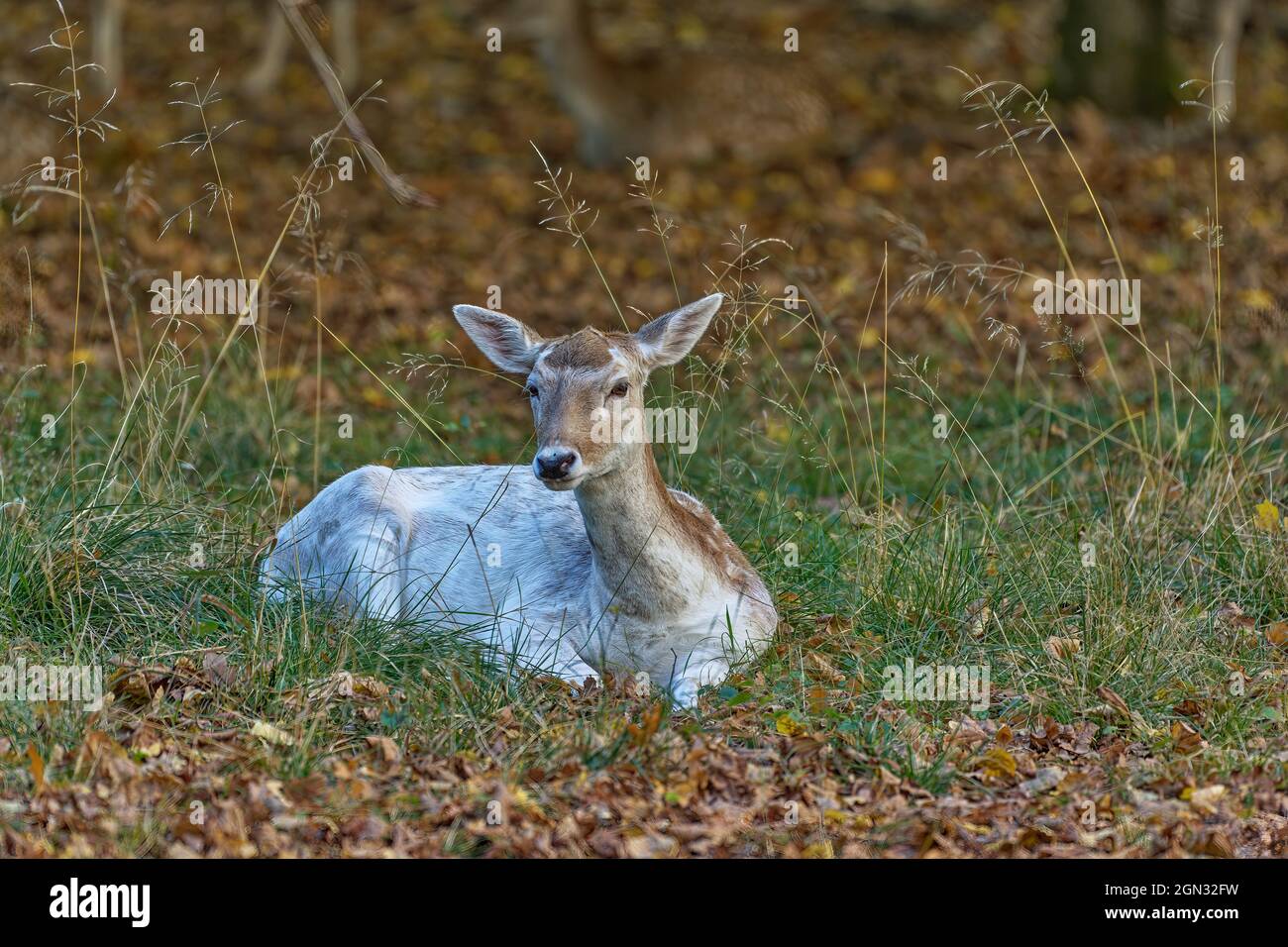 Damwild wald hi-res stock photography and images - Alamy