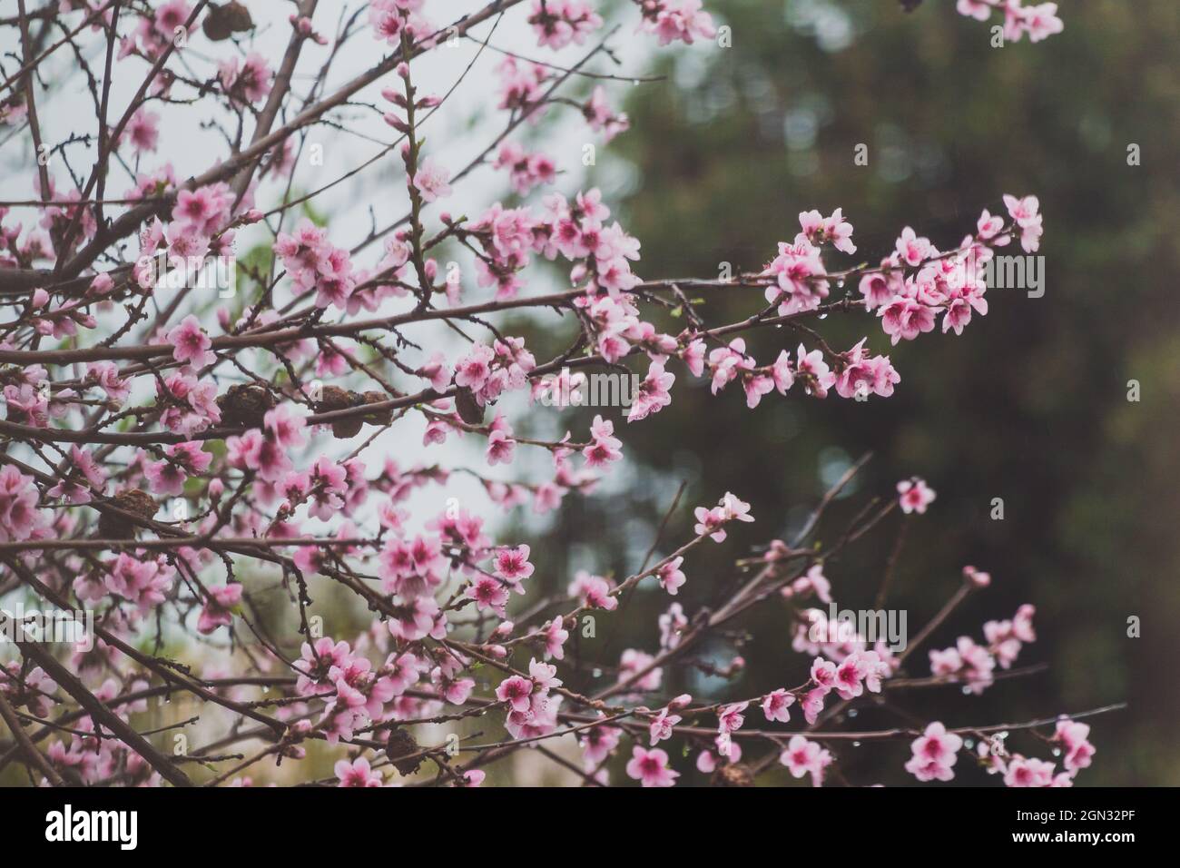 pink nectarine tree blossoms outdoor shot at shallow depth of field ...