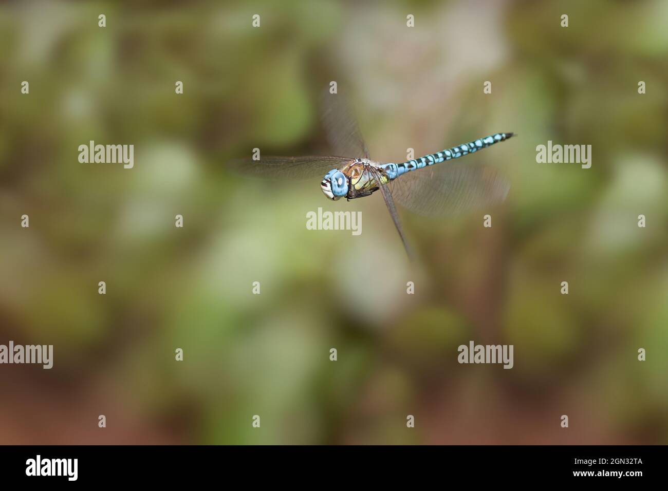 Dragonfly wallpaper hi-res stock photography and images - Alamy
