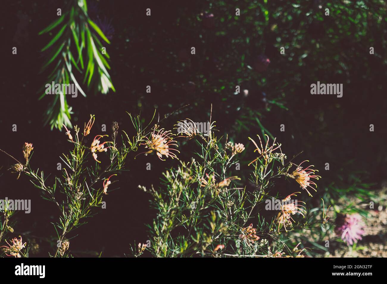 native Australian grevillea semper florens plant outdoor in beautiful ...