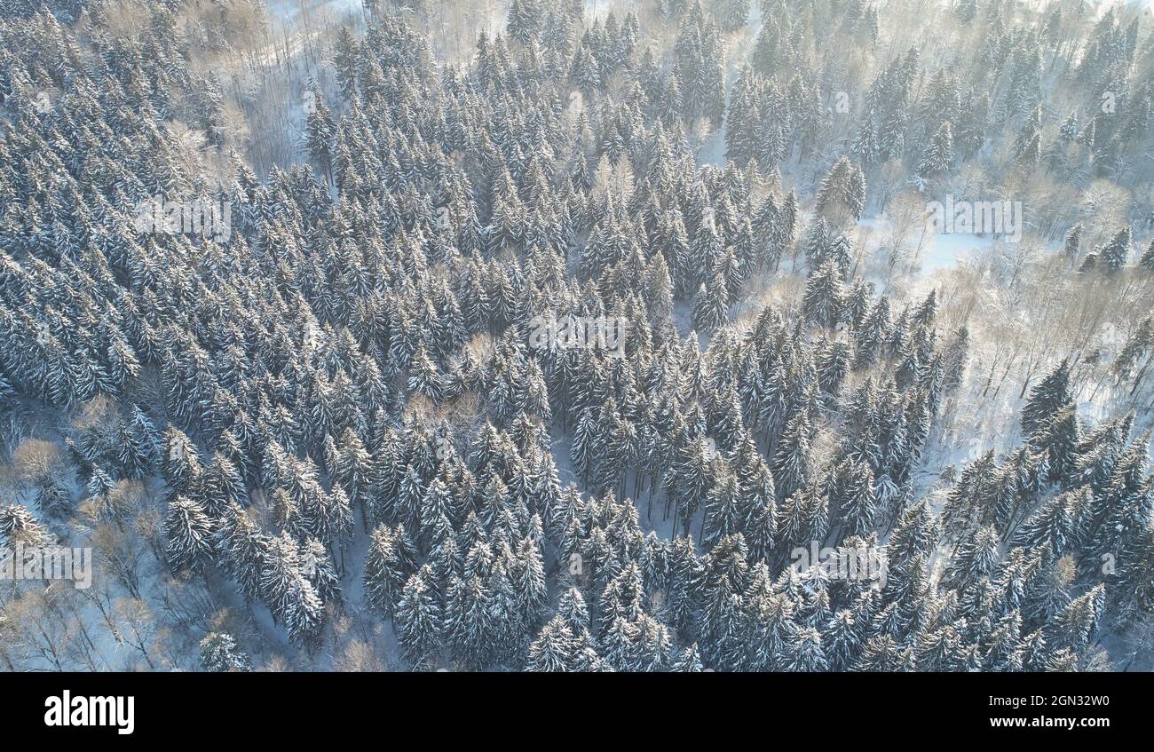 Aerial pine tree hi-res stock photography and images - Alamy
