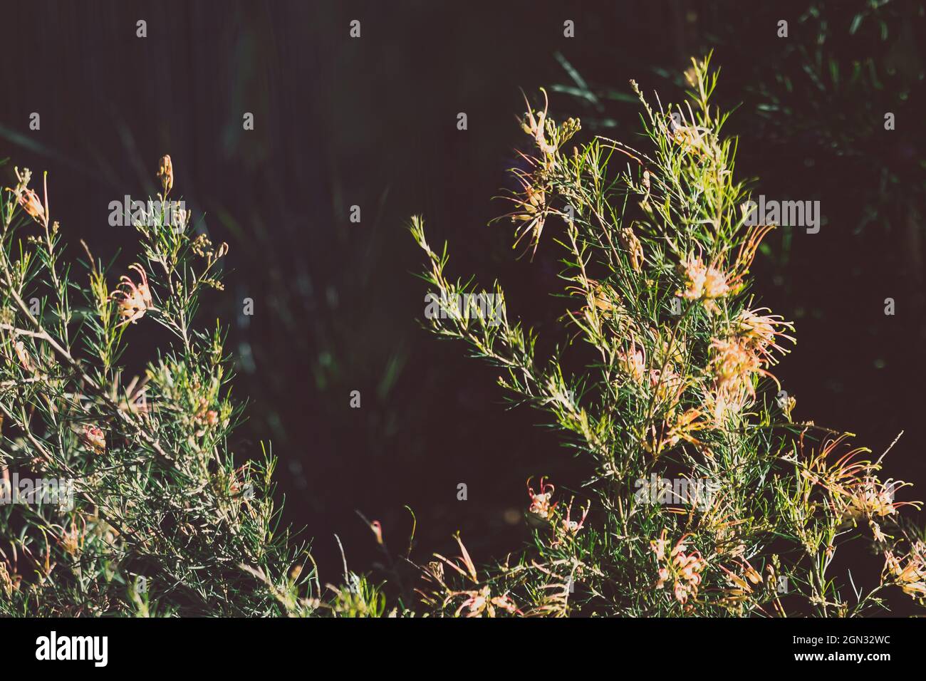 native Australian grevillea semper florens plant outdoor in beautiful ...