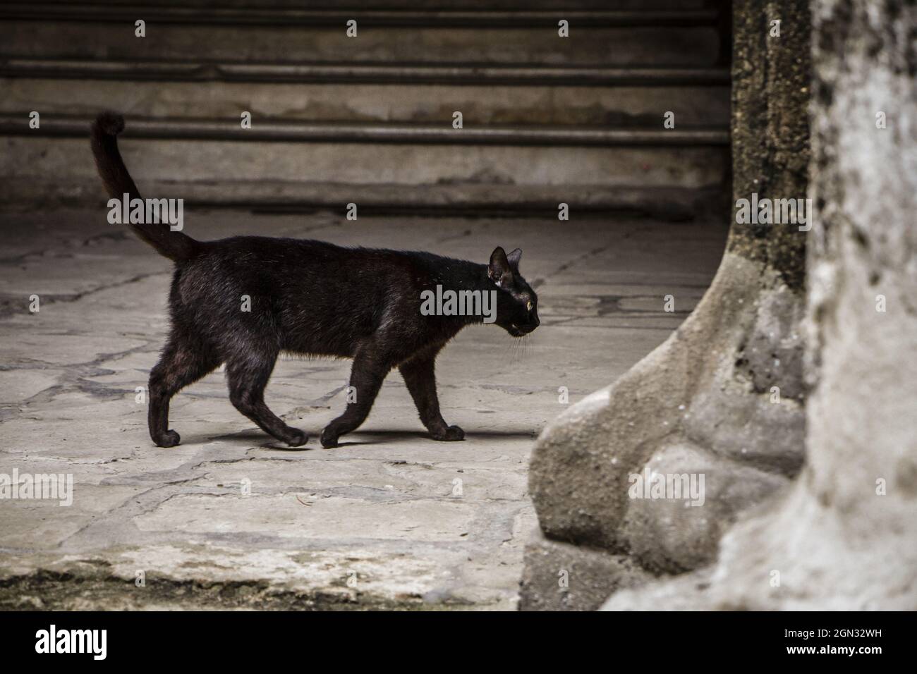 Cat walking on the street Stock Photo - Alamy