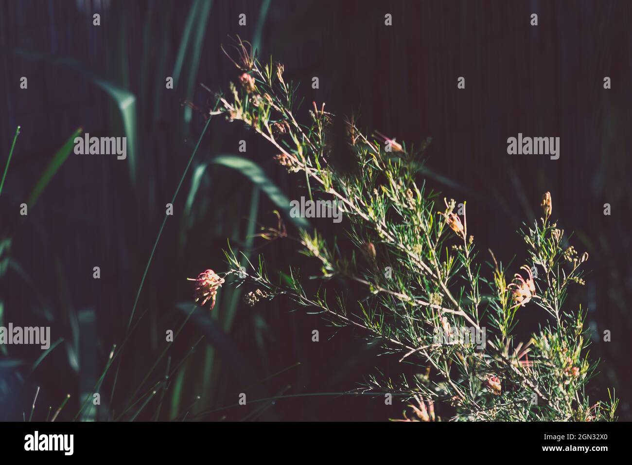 native Australian grevillea semper florens plant outdoor in beautiful ...
