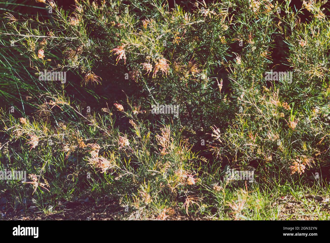 Native australian grevillea semper hi-res stock photography and images ...