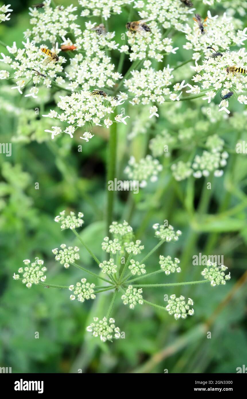 Common hogweed hi-res stock photography and images - Alamy