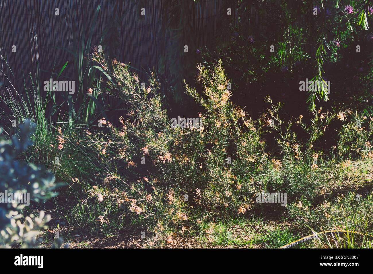 native Australian grevillea semper florens plant outdoor in beautiful ...