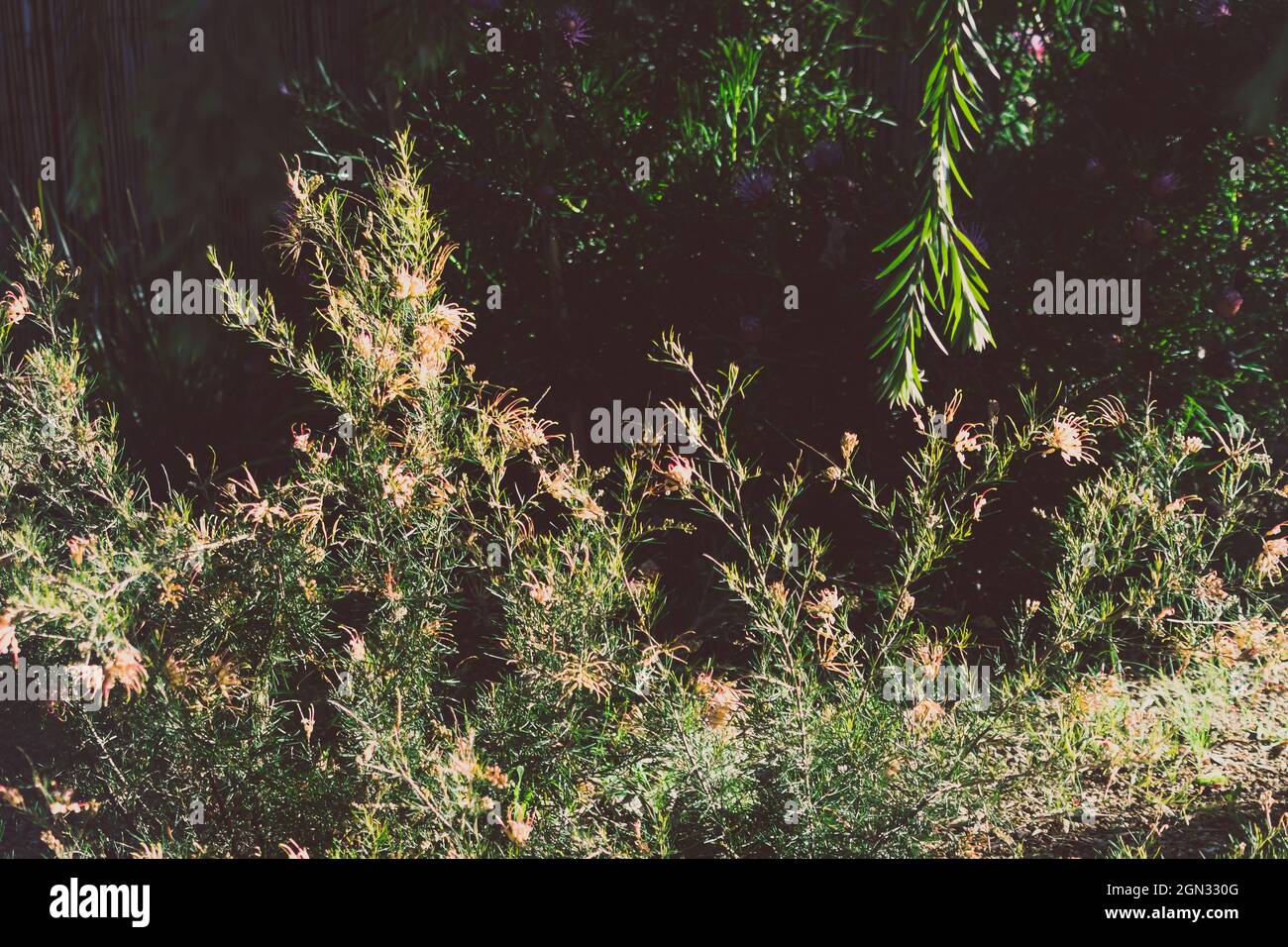 native Australian grevillea semper florens plant outdoor in beautiful ...