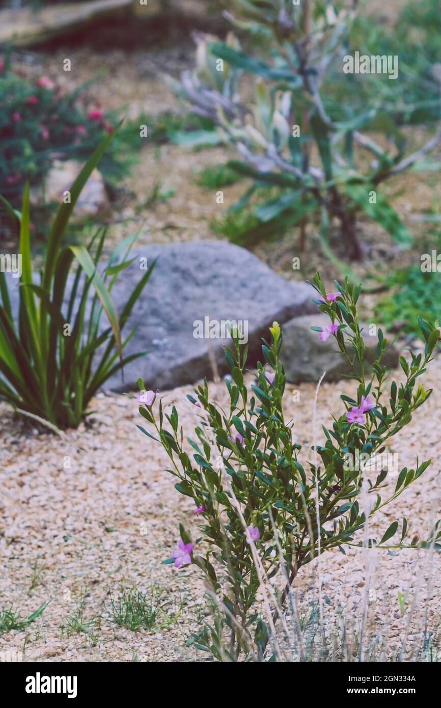 idyllic sunny backyard with lots of tropical Australian native plants ...