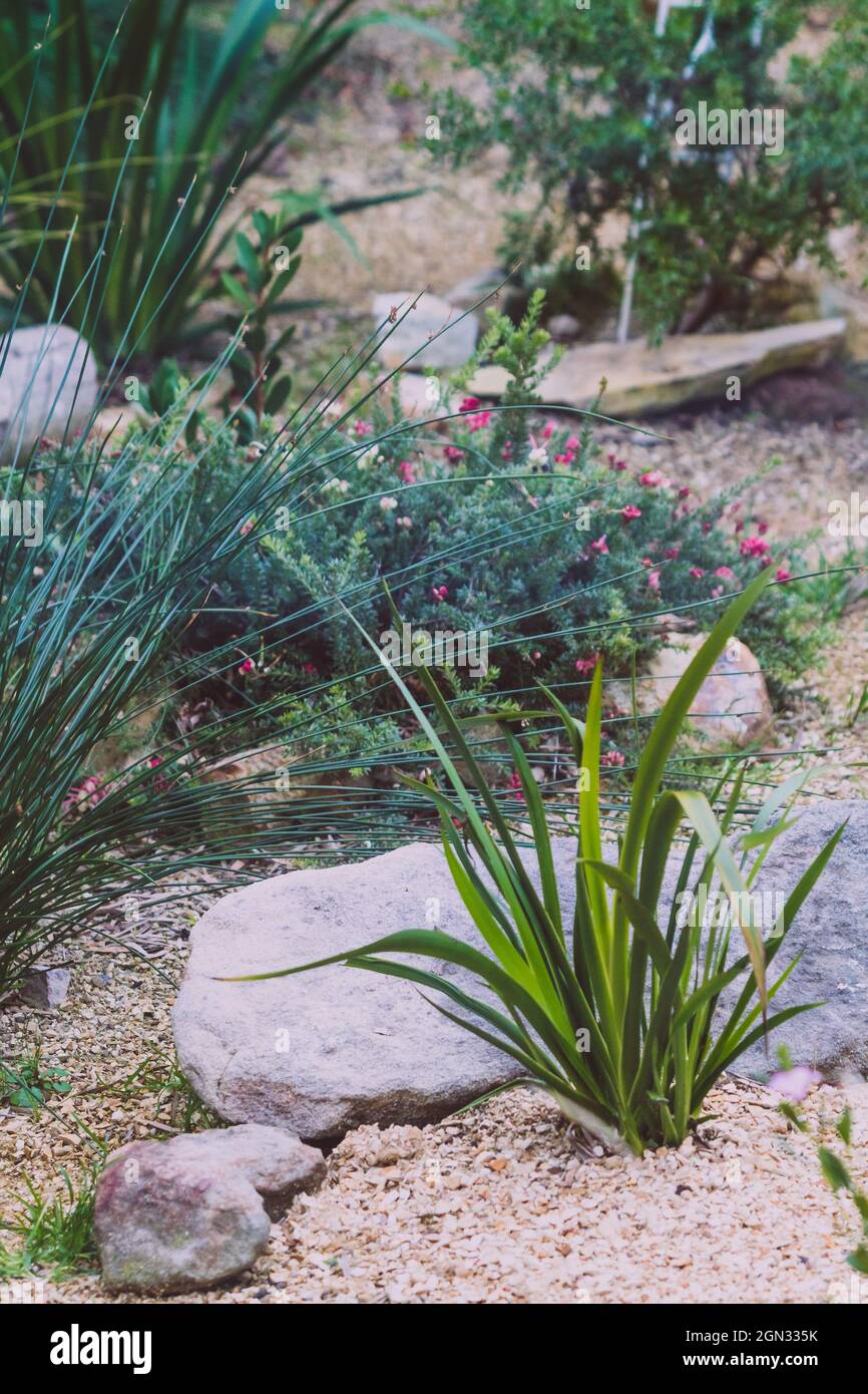 idyllic sunny backyard with lots of tropical Australian native plants ...