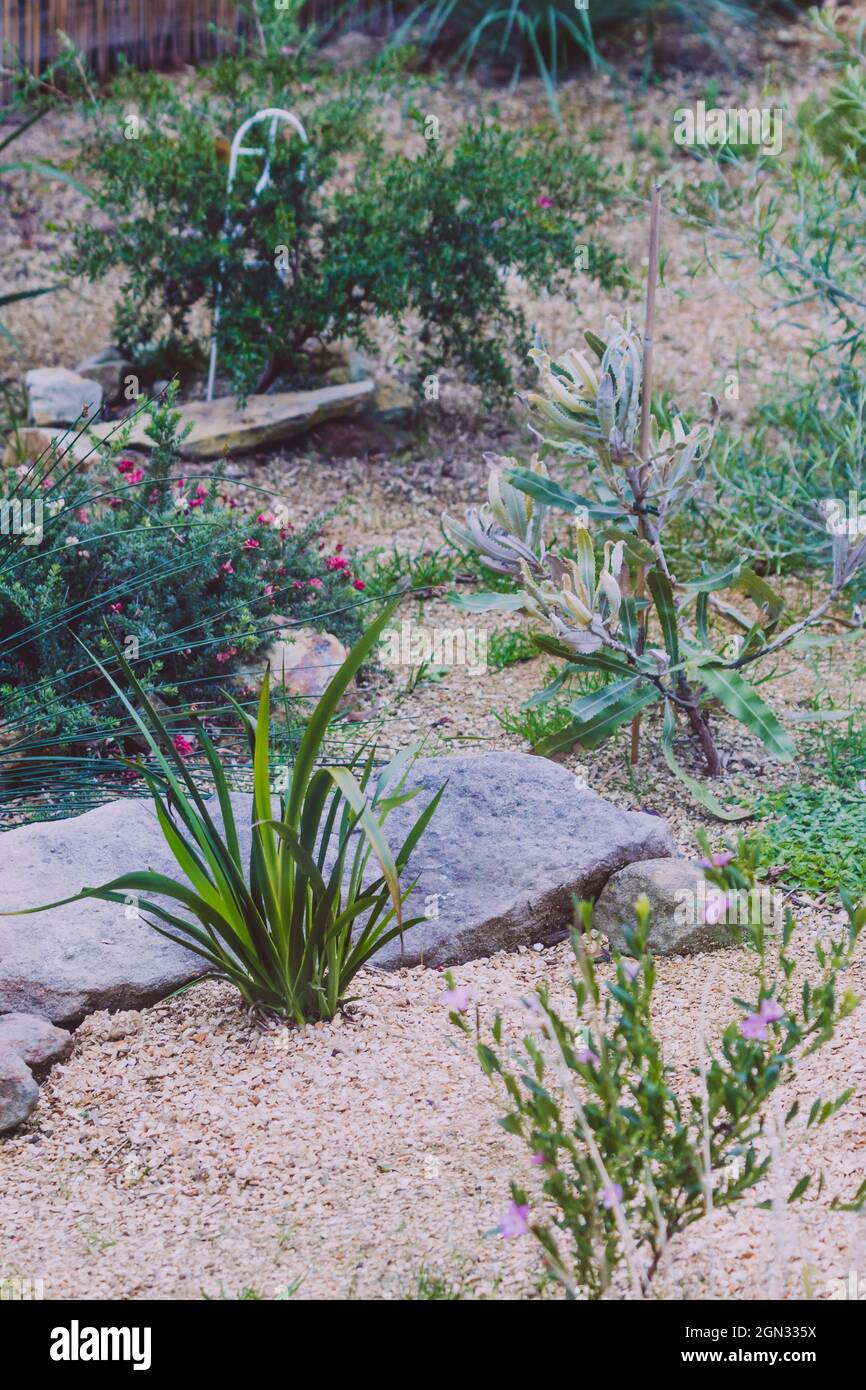 idyllic sunny backyard with lots of tropical Australian native plants ...