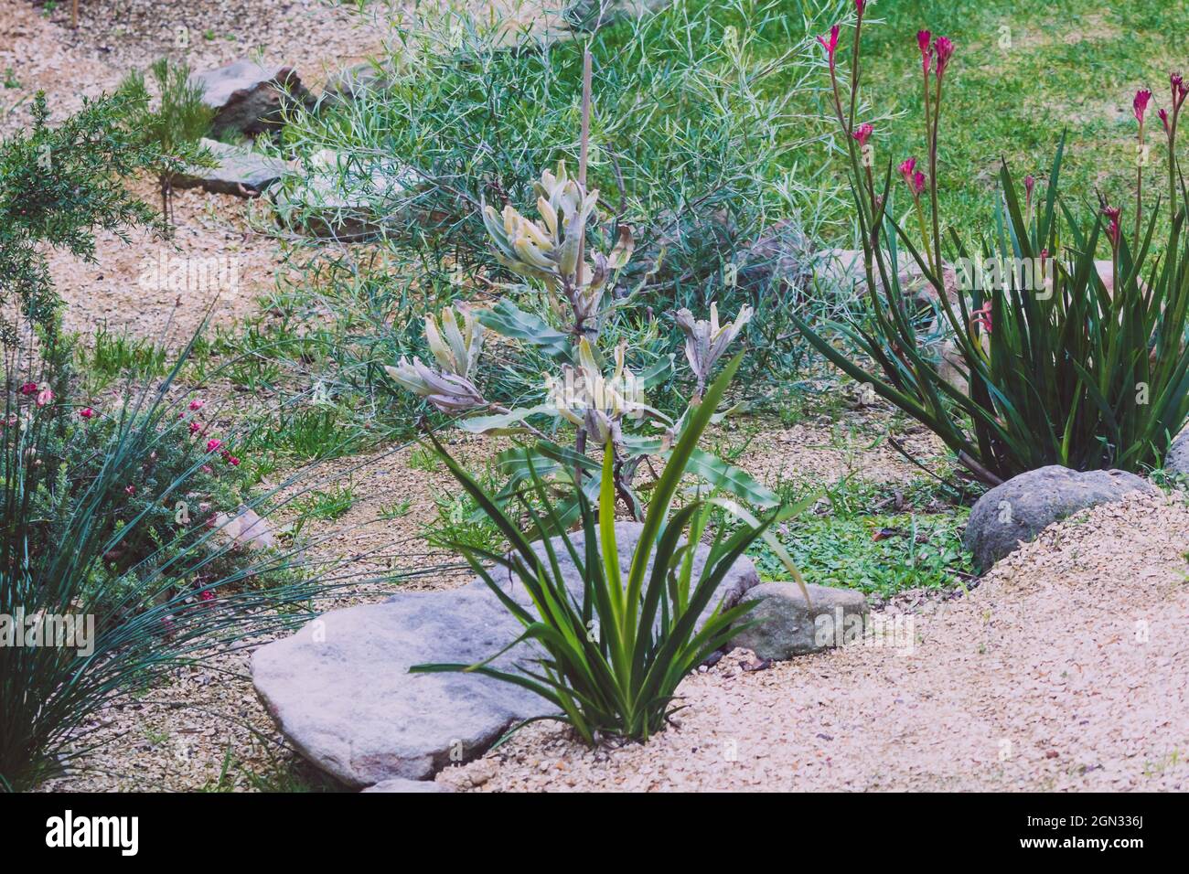 idyllic sunny backyard with lots of tropical Australian native plants ...