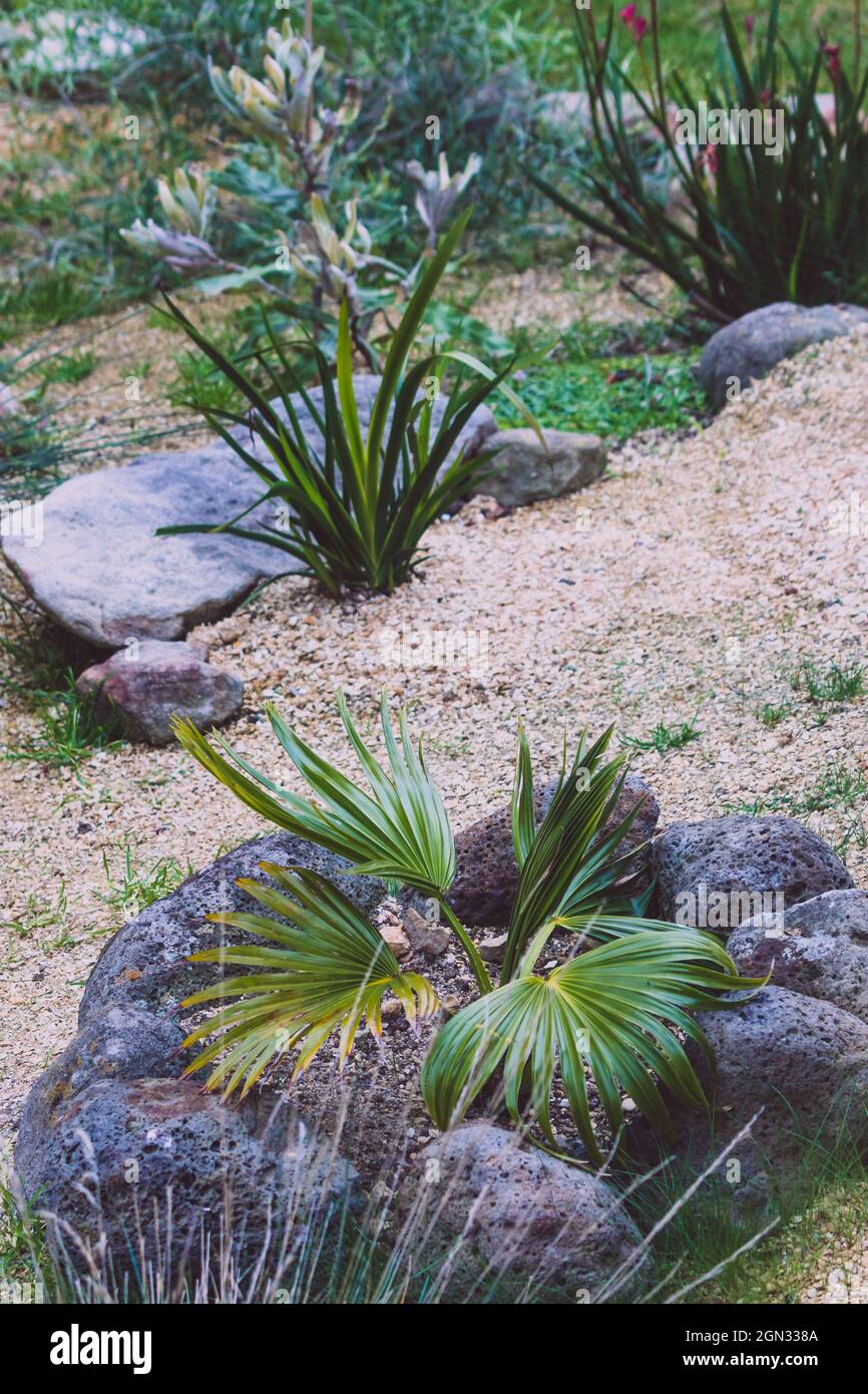 idyllic sunny backyard with lots of tropical Australian native plants ...
