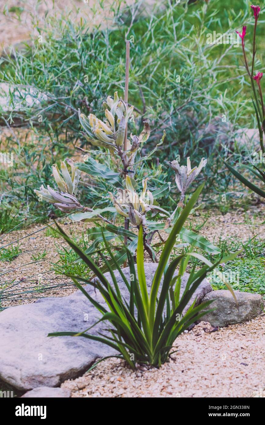 idyllic sunny backyard with lots of tropical Australian native plants ...