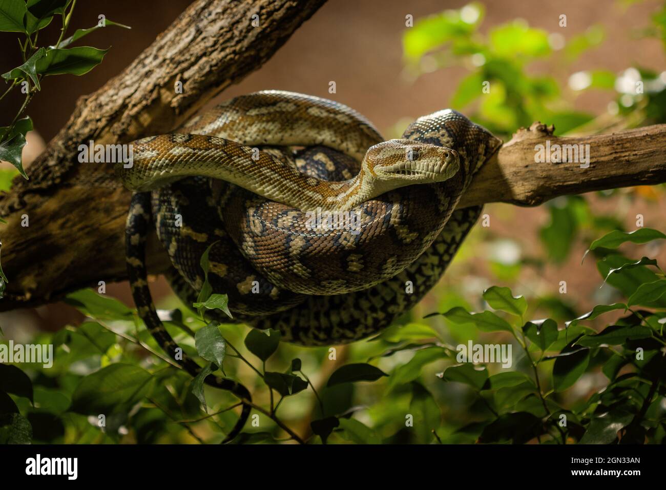 Rainforest terrarium hi-res stock photography and images - Alamy