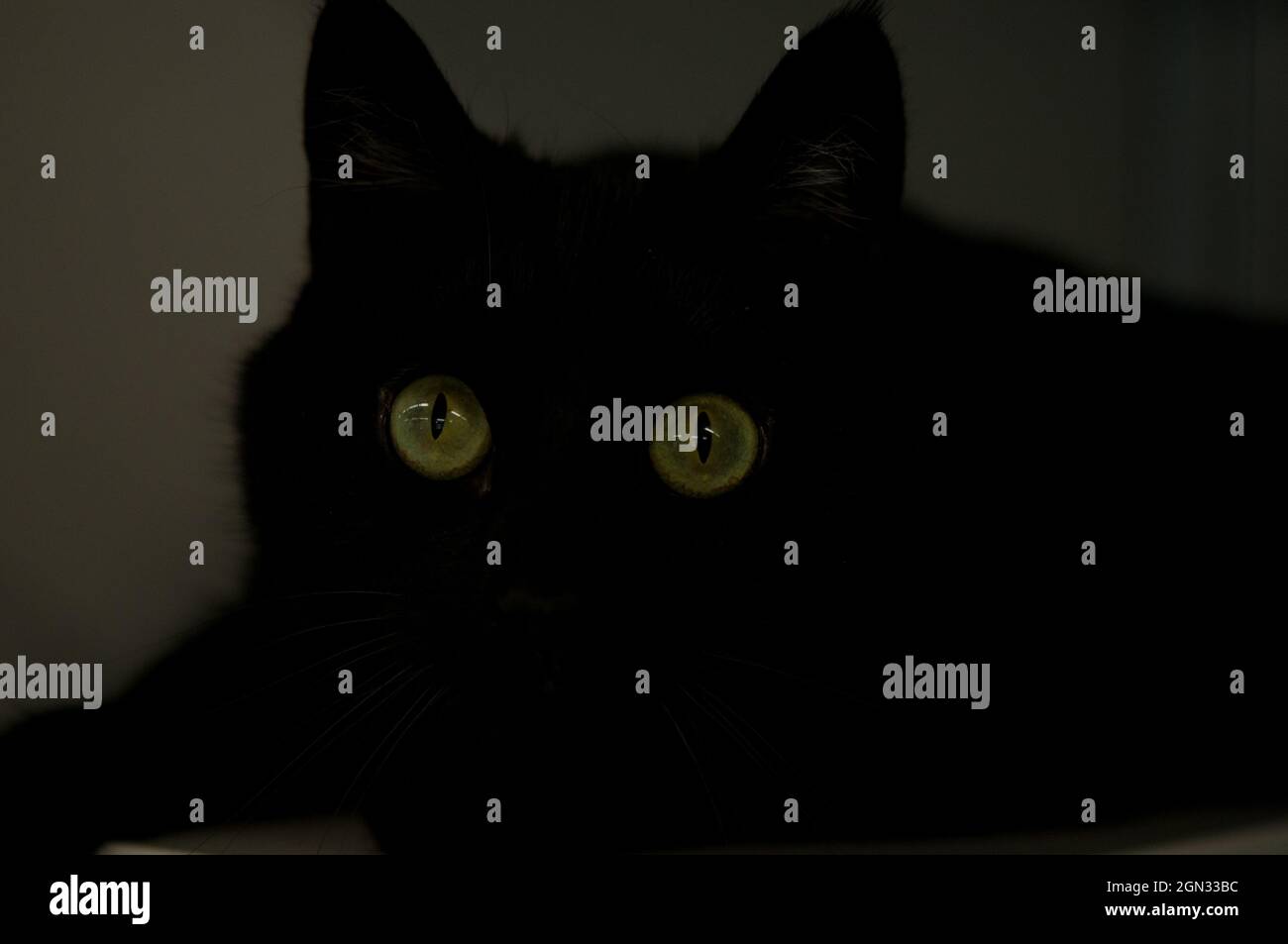 Black cat eyes Stock Photo - Alamy