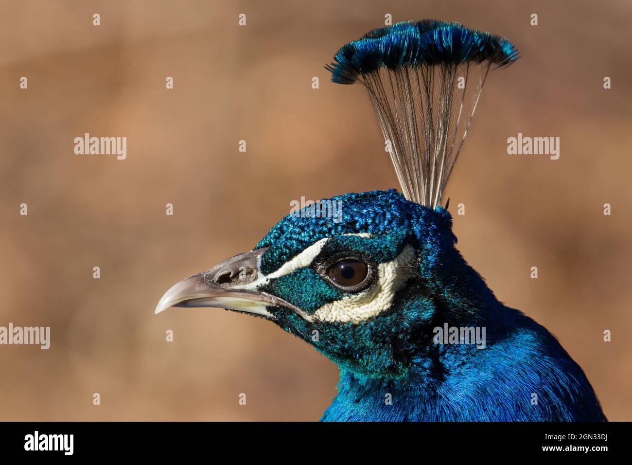 Vainglorious hi-res stock photography and images - Alamy
