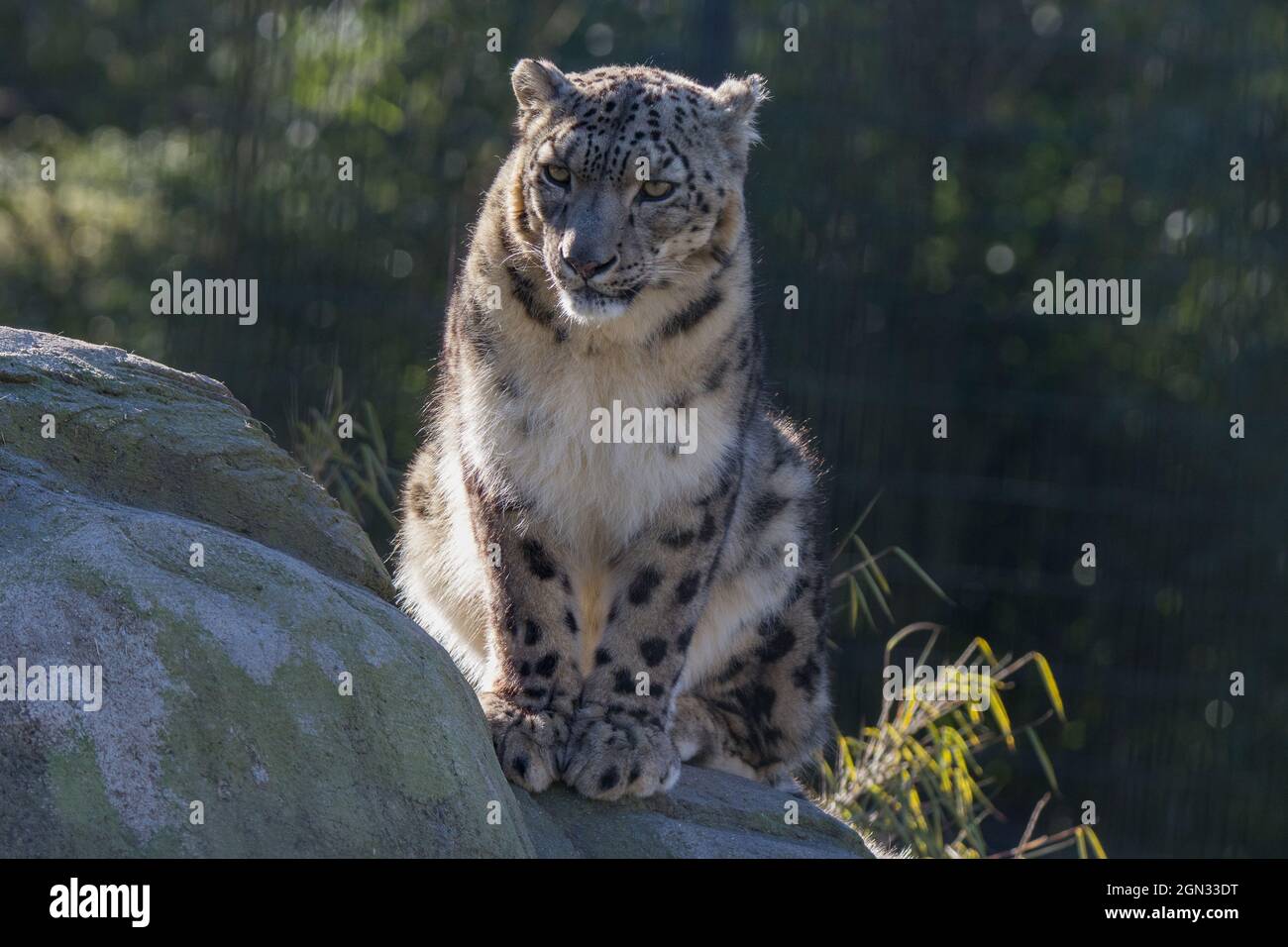 Panthera uncia teeth hi-res stock photography and images - Alamy