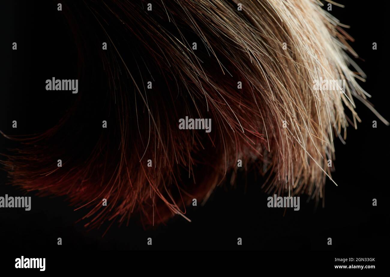 Close up of hair tail isolated on black studio background Stock Photo ...