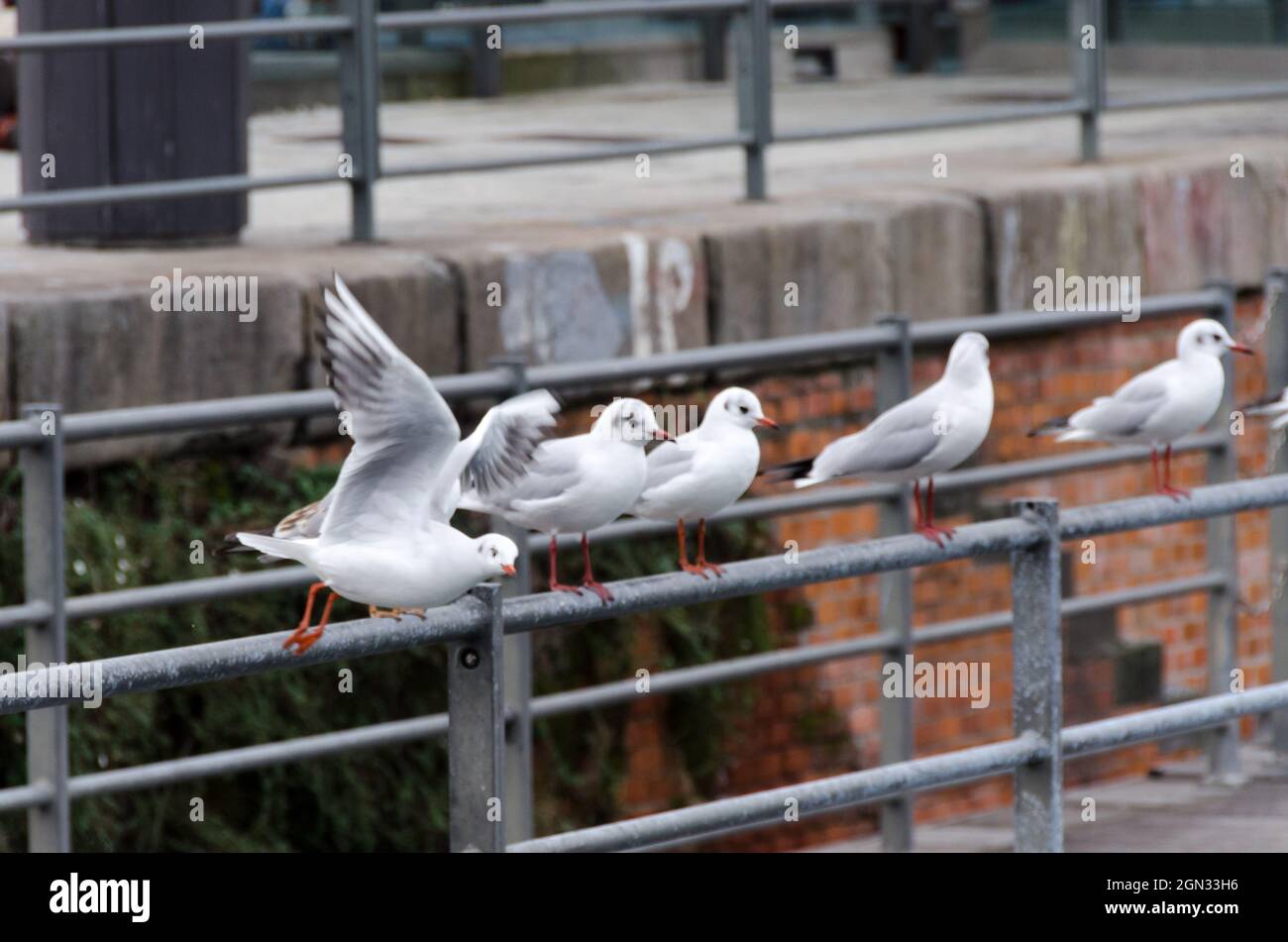 seagulls in ancient harbour in Genoa italy Stock Photo - Alamy