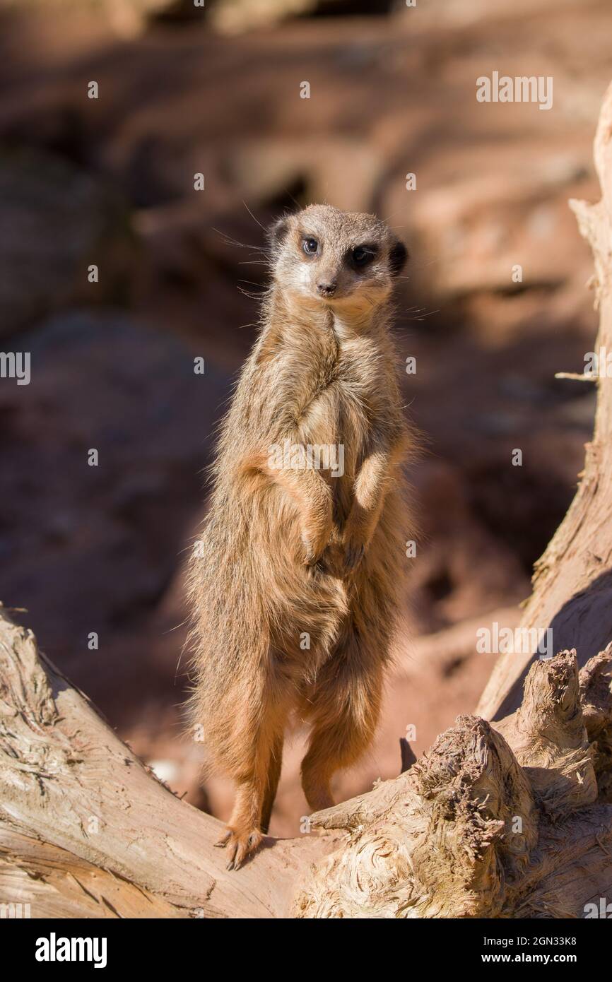 Suricata ecology hi-res stock photography and images - Alamy