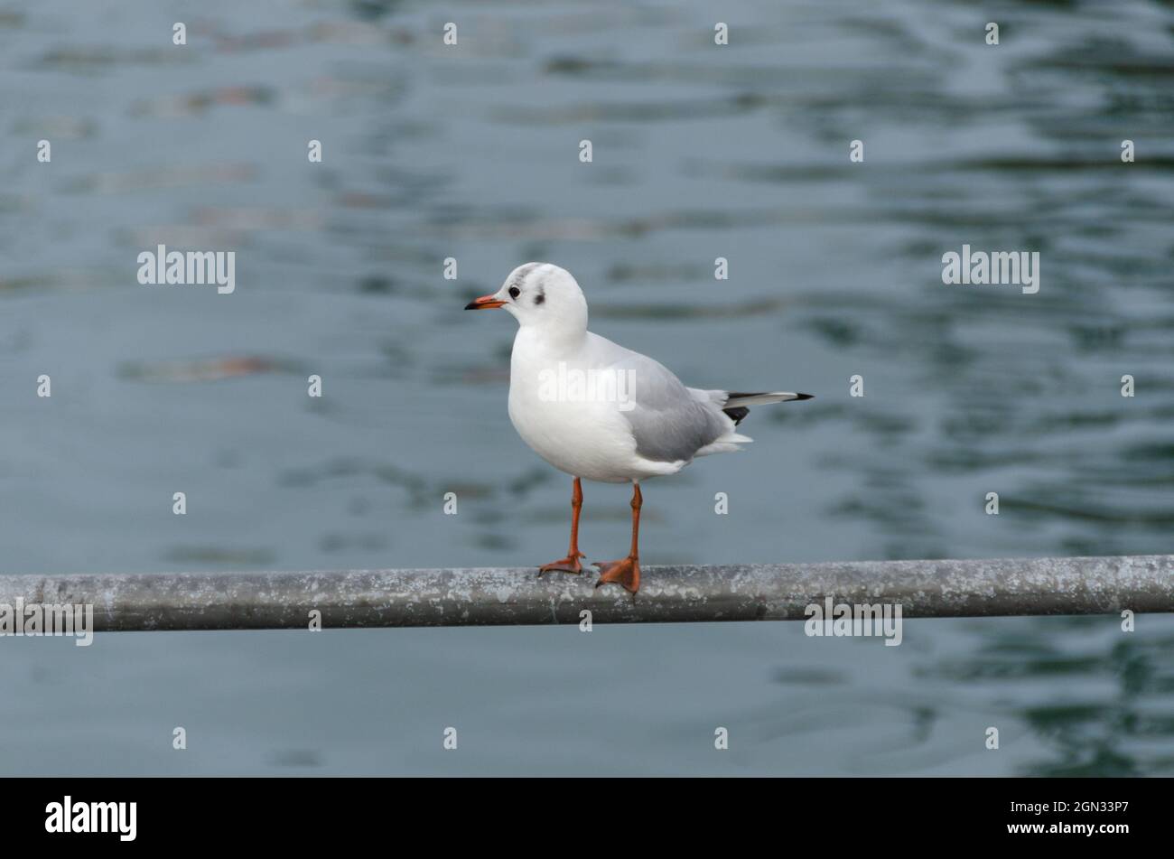 seagulls in ancient harbour in Genoa italy Stock Photo - Alamy