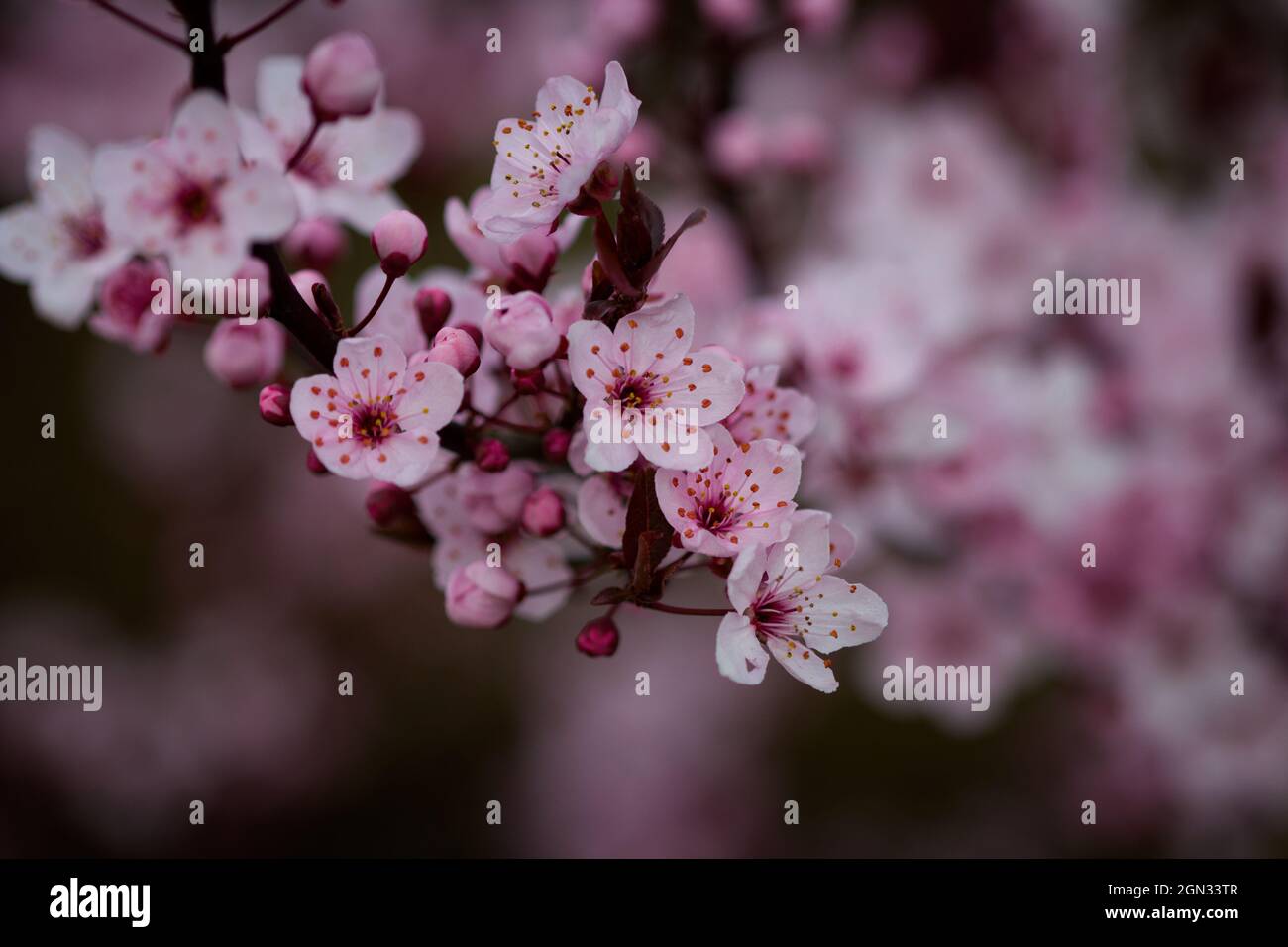 Beautiful cherry blossoms close hi-res stock photography and images - Alamy