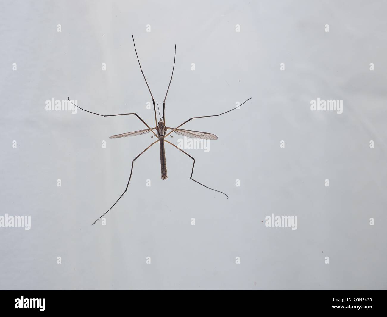 Daddy long legs aka daddy hi-res stock photography and images - Alamy