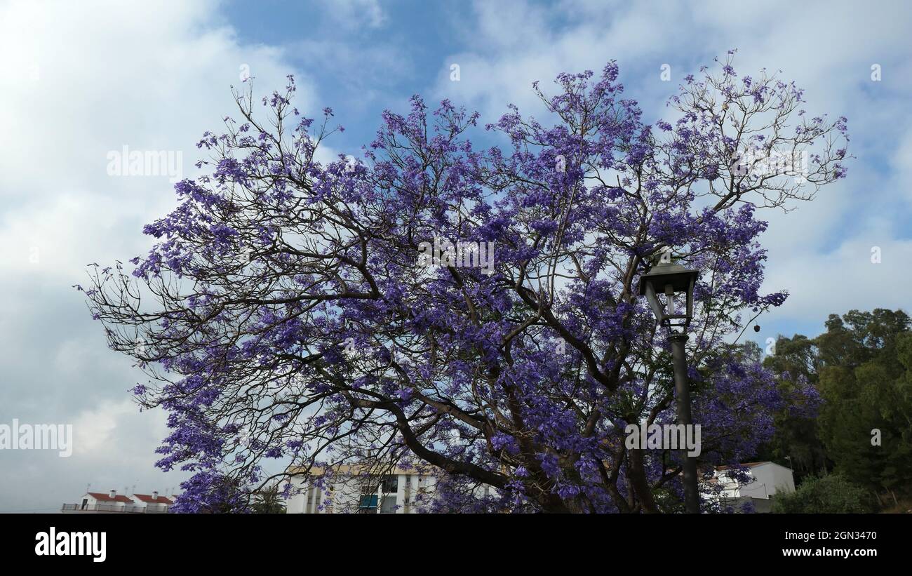 Flowering Jacaranda tree late May in Alora village, Andalusia, Spain ...
