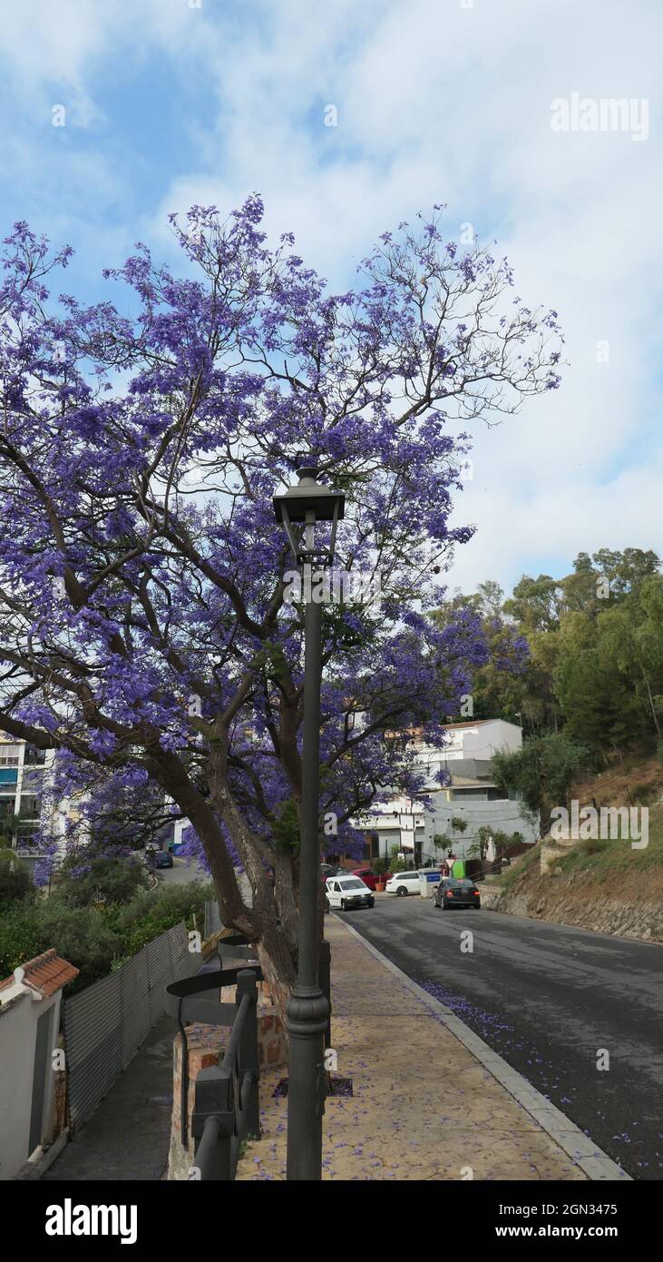 Flowering Jacaranda tree late May in Alora village, Andalusia, Spain ...