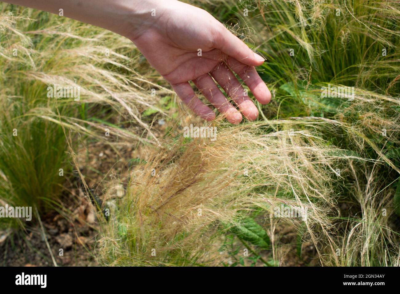 Close up shot of a human's hand touching the grass in the field under ...