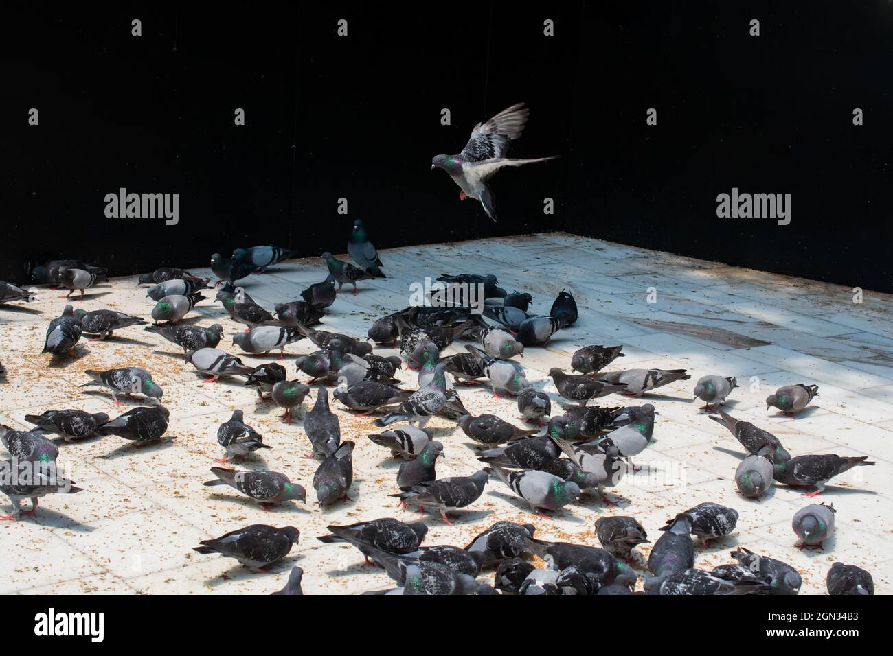 Horizontal view for the nature of birds standing on ground and eating ...