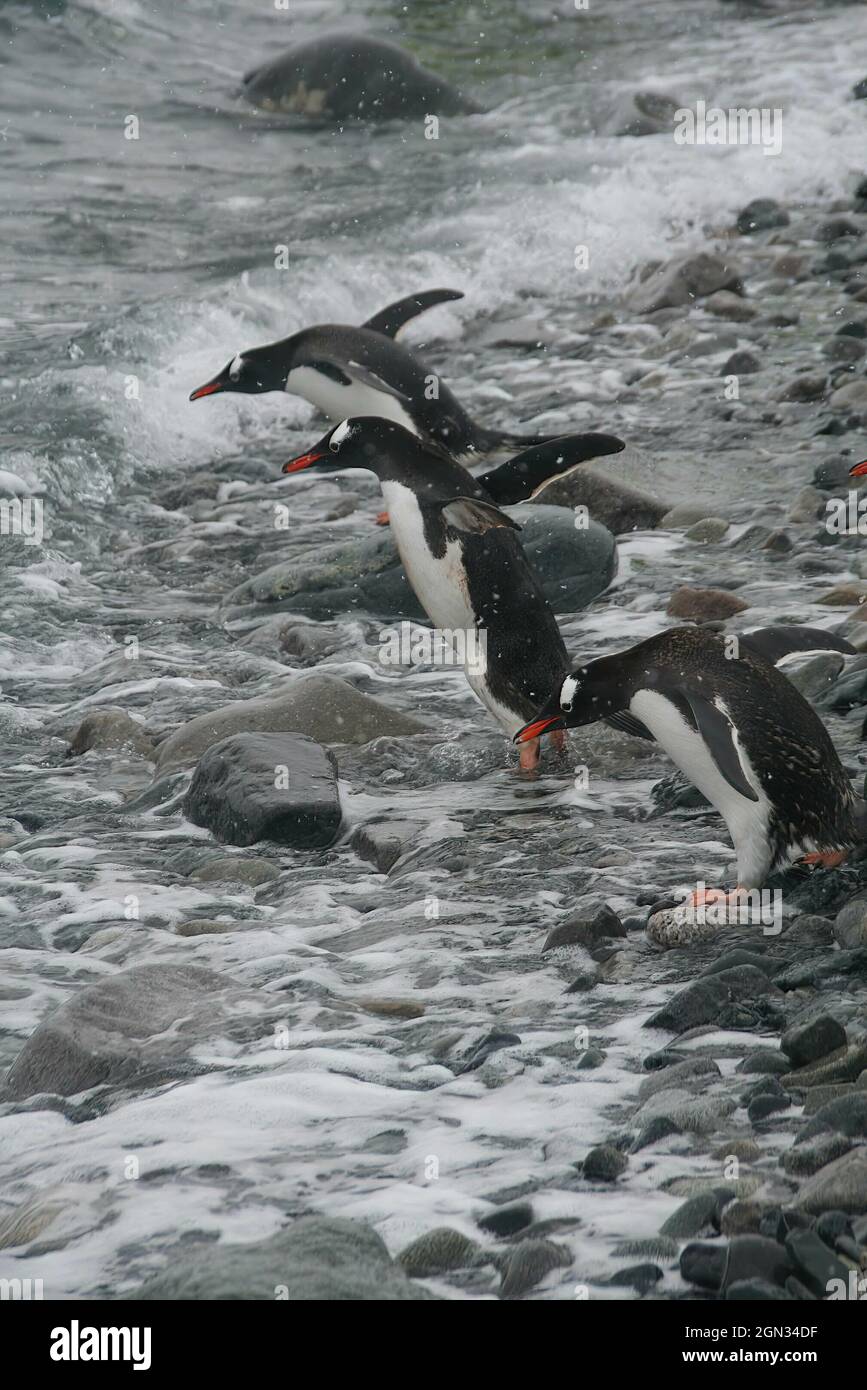 Vertical shot of cute penguins jumping into the ocean at the beach in ...