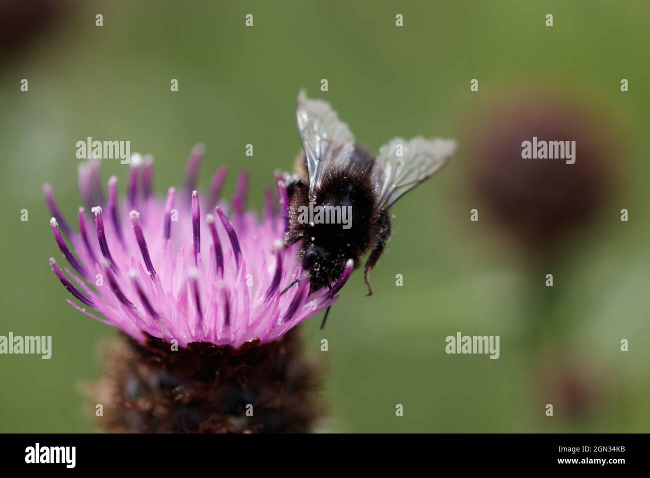 The Bombus Terrestris or large earth bumblebee pollinating the ...