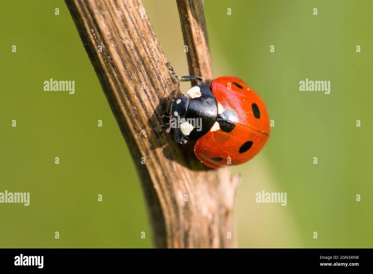 ladybug [family Coccinellidae] Stock Photo - Alamy