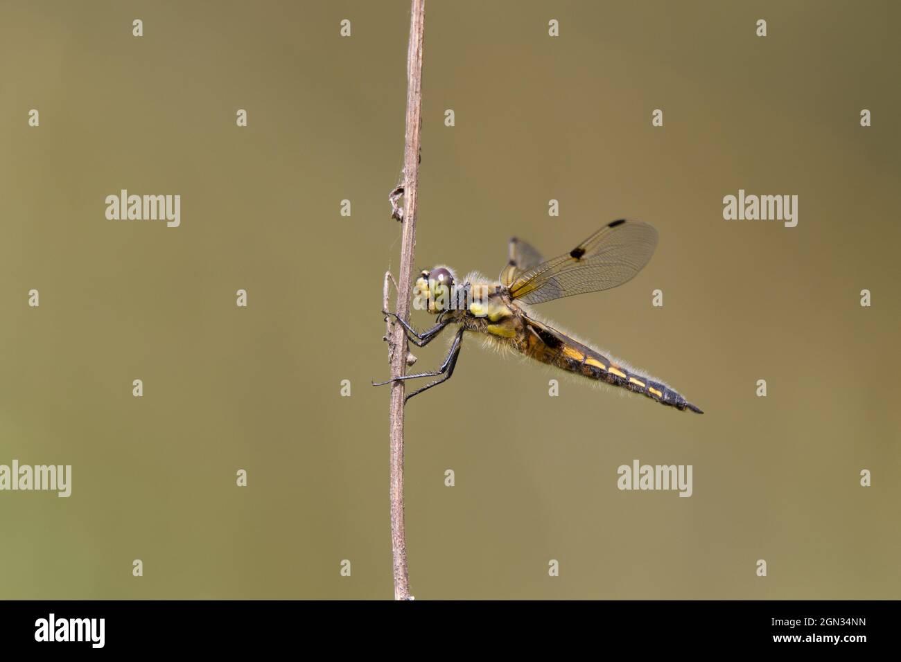 Big dragonfly species hi-res stock photography and images - Alamy