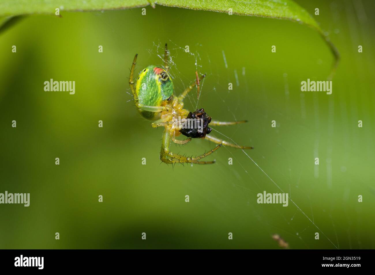 close up of a Spider Stock Photo - Alamy