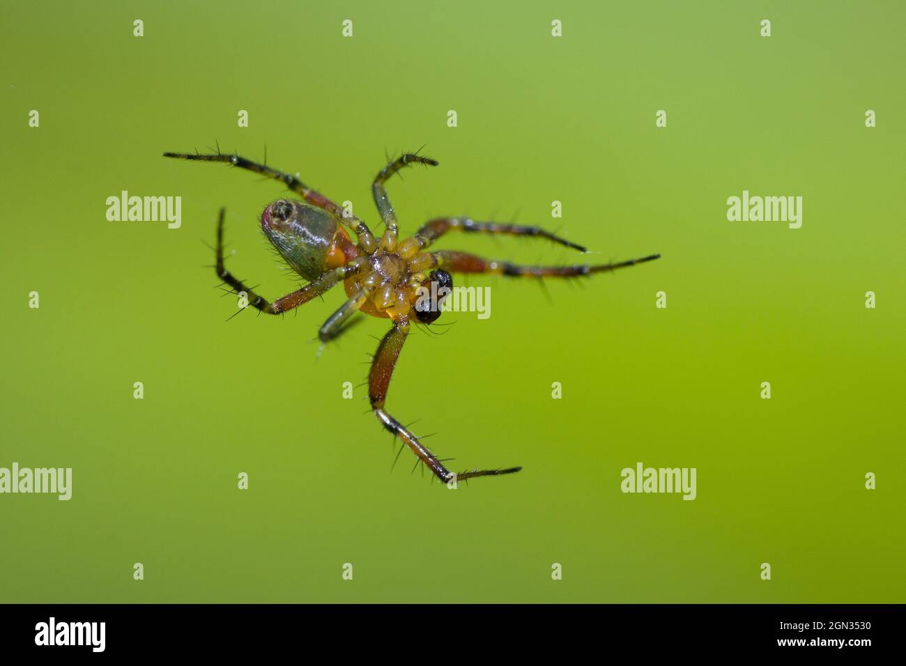 close up of a Spider Stock Photo - Alamy