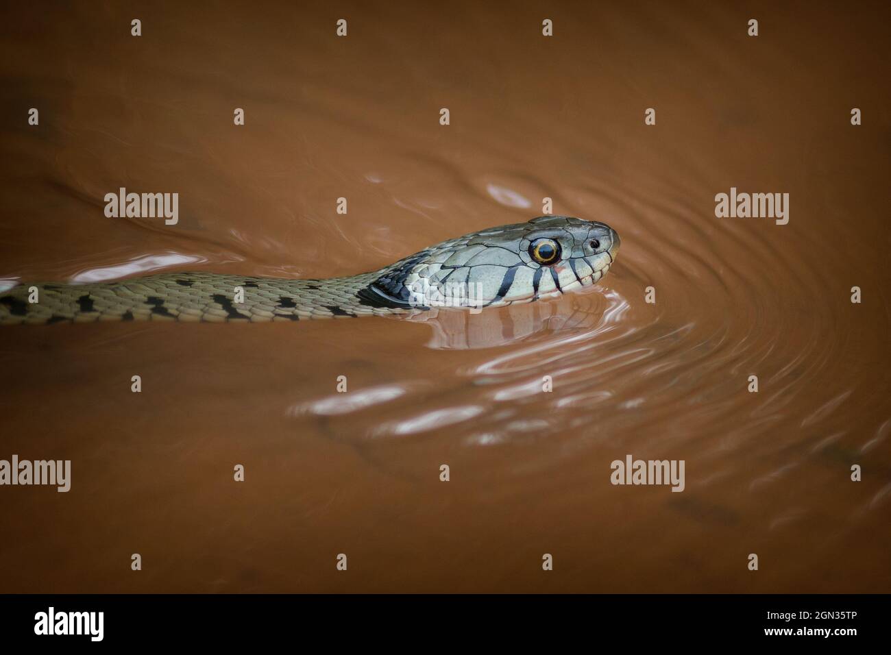 Close-up of a (European) grass snake [Natrix natrix] Stock Photo - Alamy